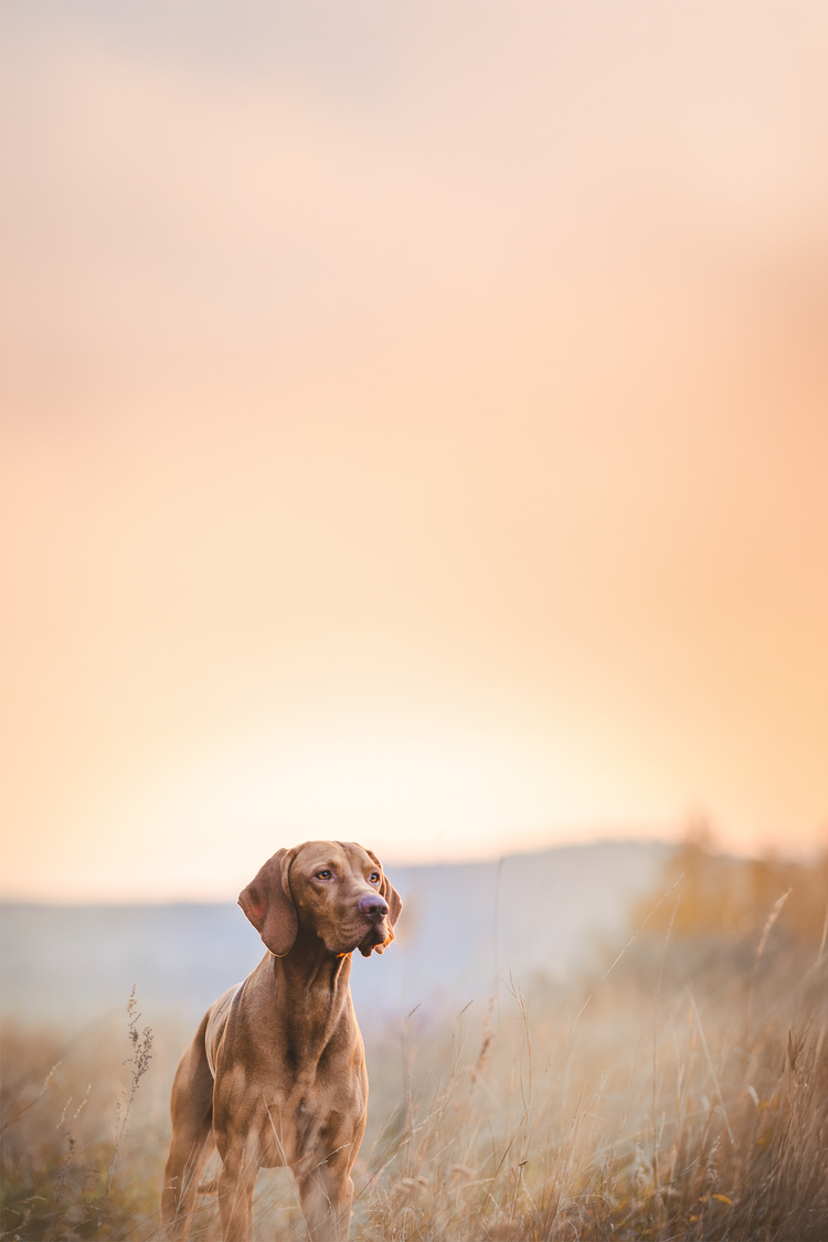 Central Animal Records | Australia's Largest National Pet Database